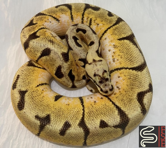 Enchi Bumblebee Het Clown Ball Python by Fiery Serpent Exotics