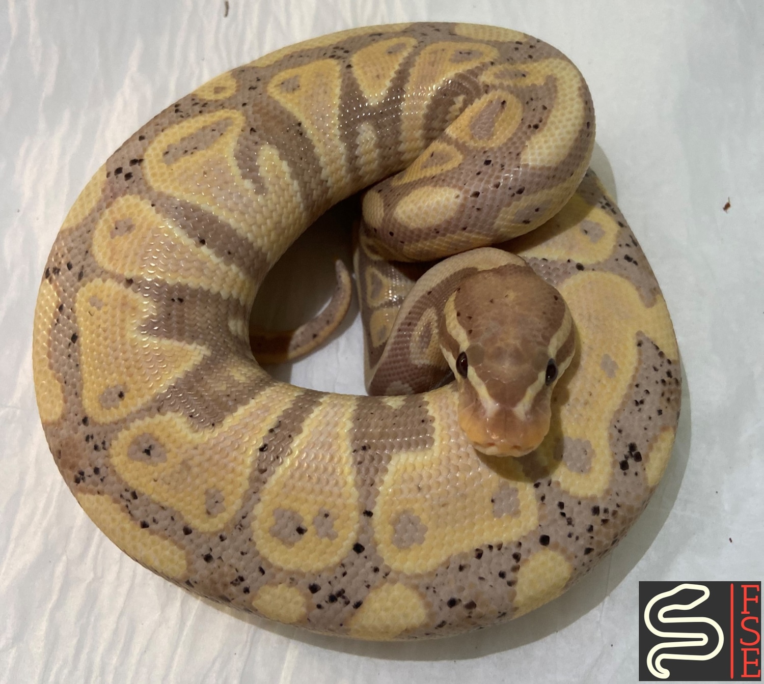 Banana Het Clown Ball Python by Fiery Serpent Exotics - MorphMarket