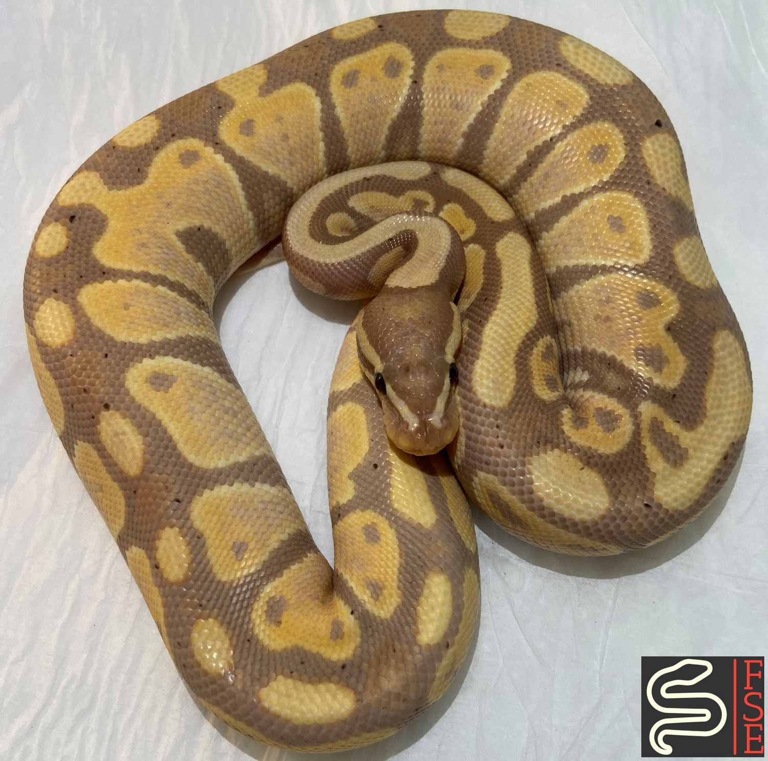 Banana Het Clown Ball Python by Fiery Serpent Exotics - MorphMarket