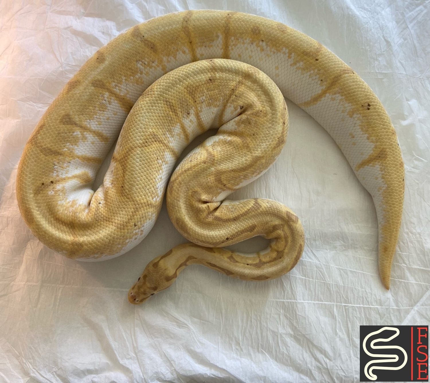 Spider Enchi Banana Ball Python by Fiery Serpent Exotics - MorphMarket