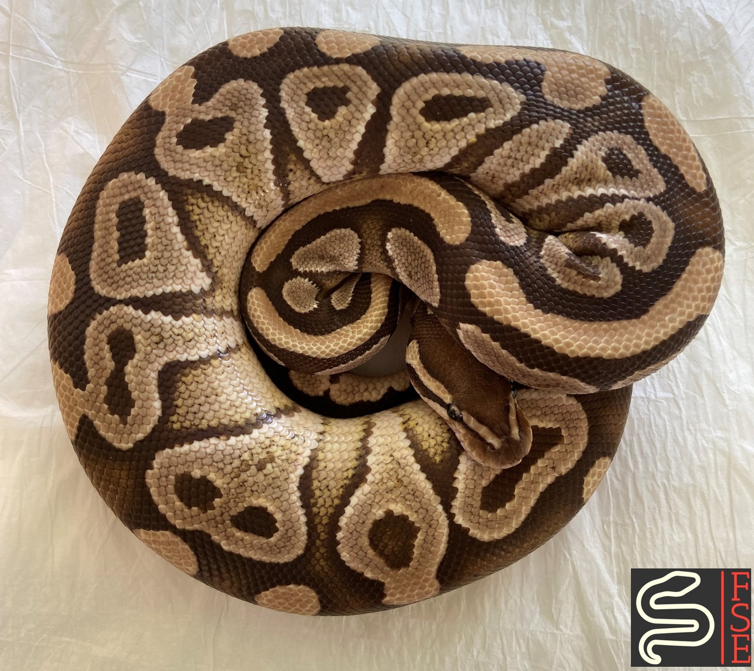 Mystic Het Clown Ball Python by Fiery Serpent Exotics - MorphMarket