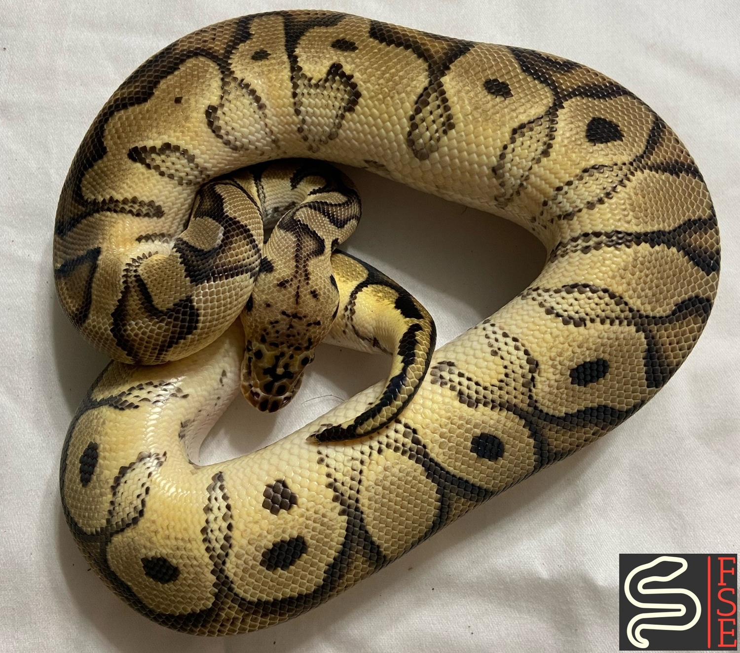 Pastel Clown Ball Python by Fiery Serpent Exotics - MorphMarket