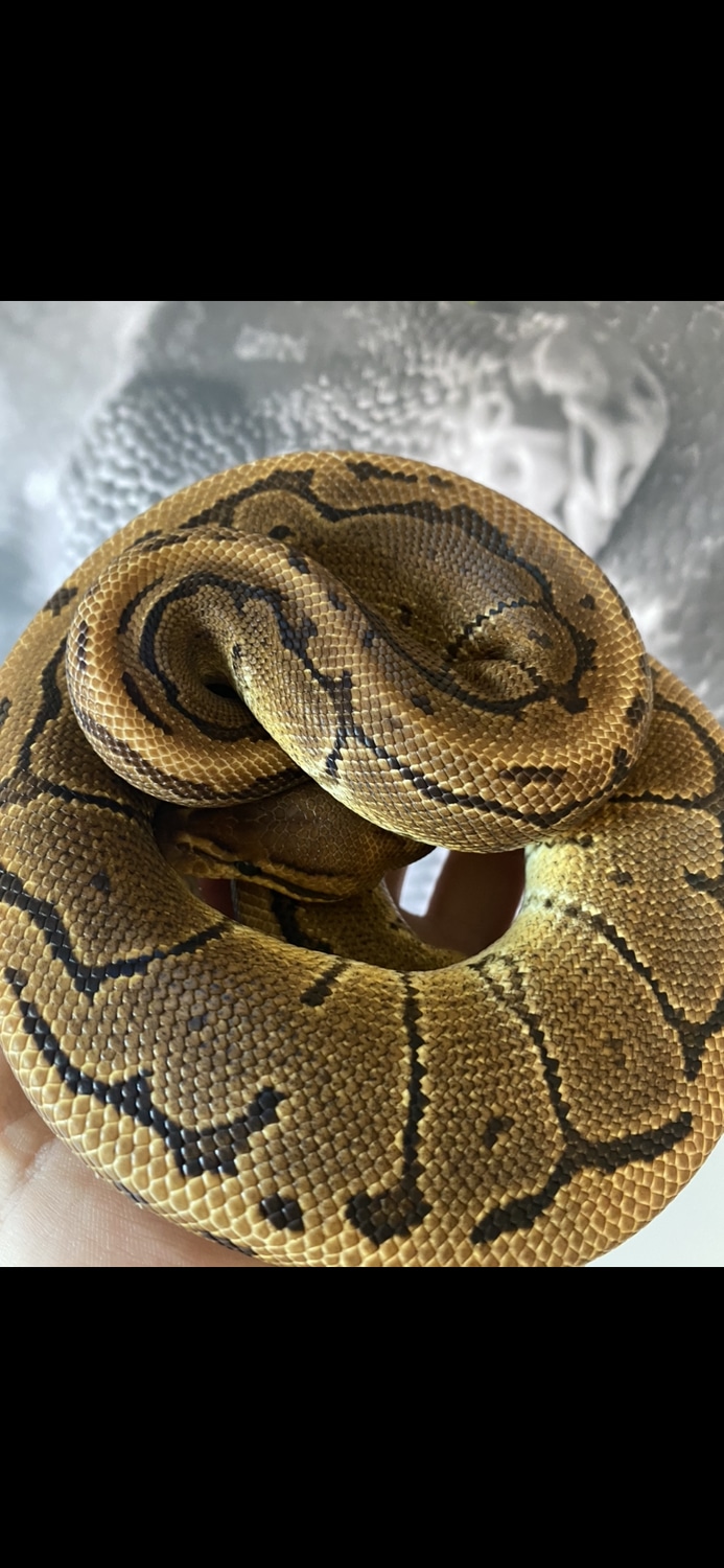 Pinstripe 100% Het Sunset Ball Python by Southside Herpetology ...