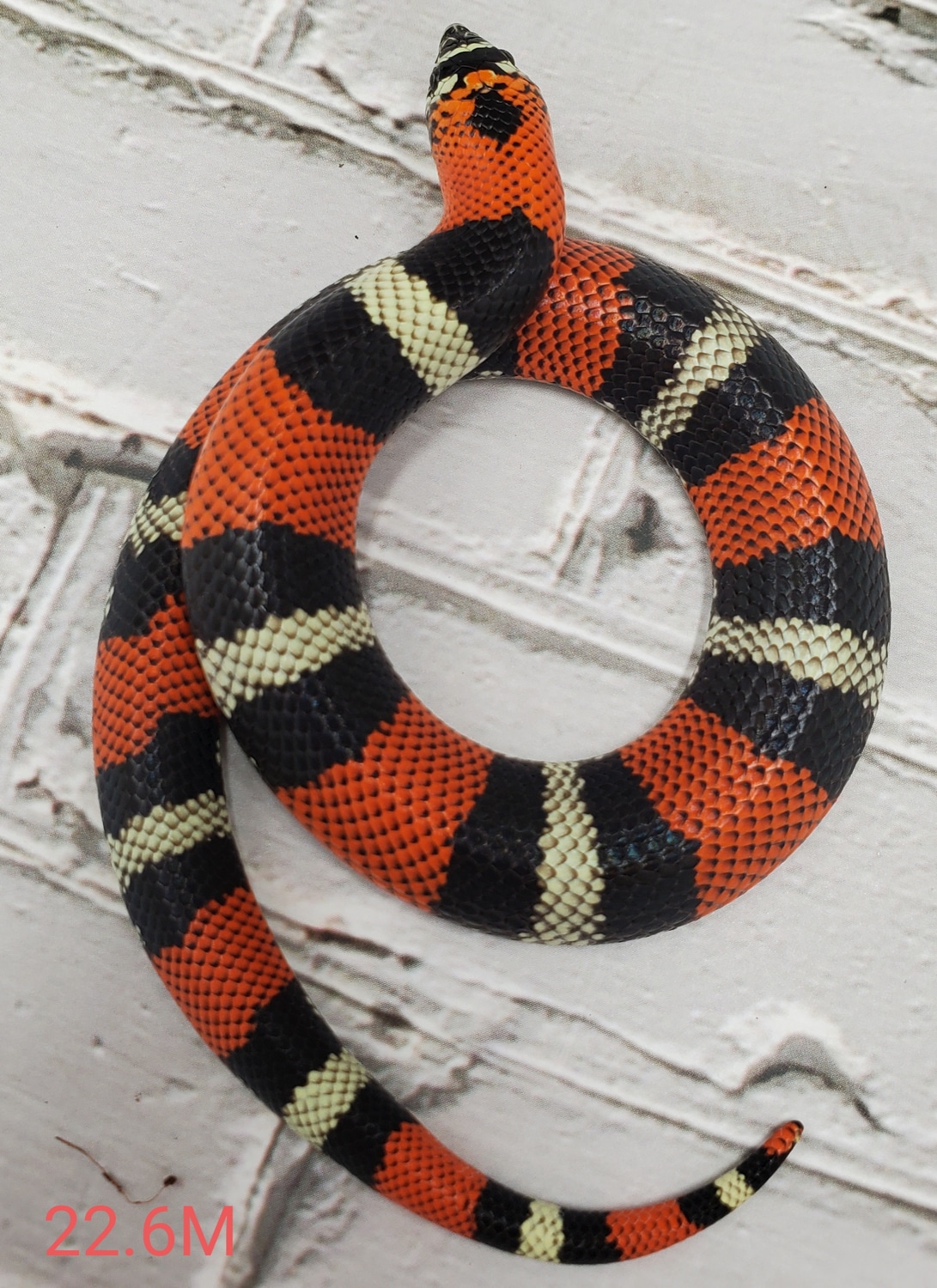 $260 Shipped Tri-color Hognose by Bill's Herps - MorphMarket