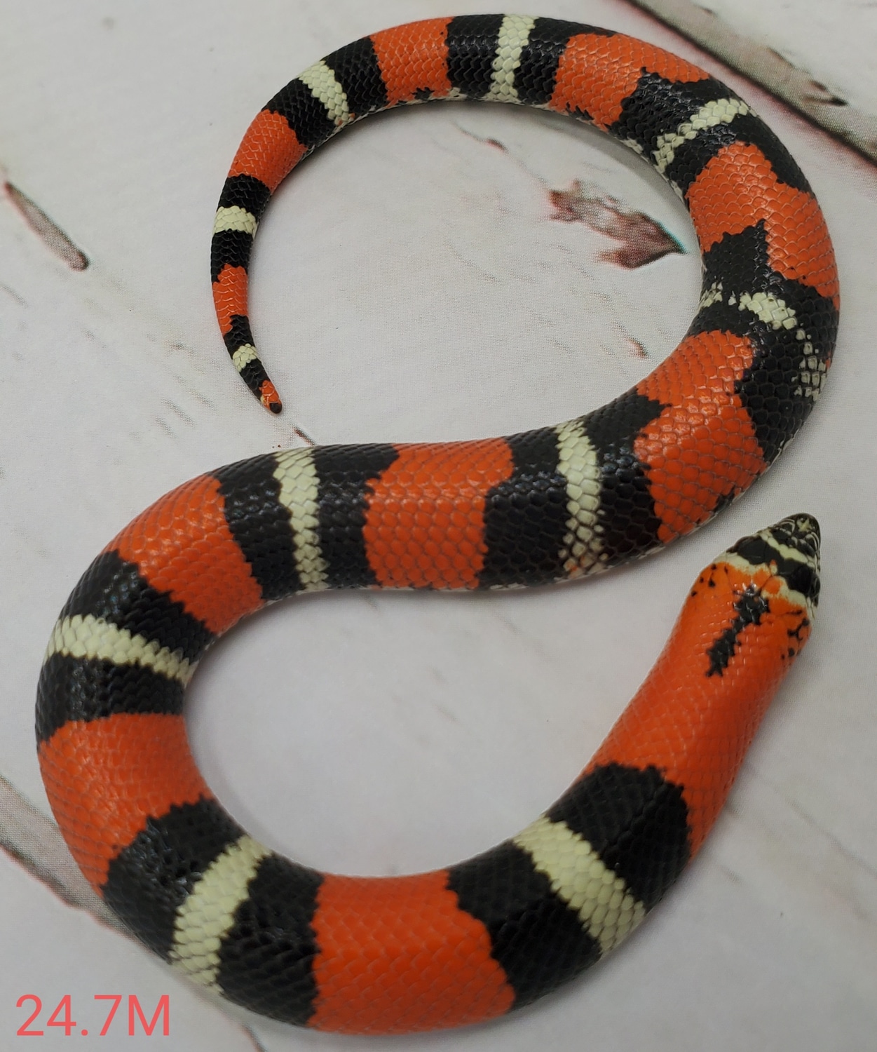 $280 Shipped Tri-color Hognose by Bill's Herps - MorphMarket