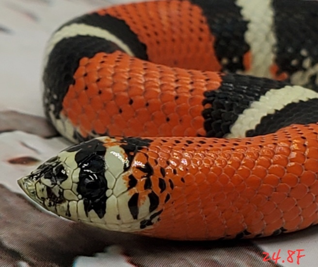$325 Shipped Tri-color Hognose by Bill's Herps - MorphMarket