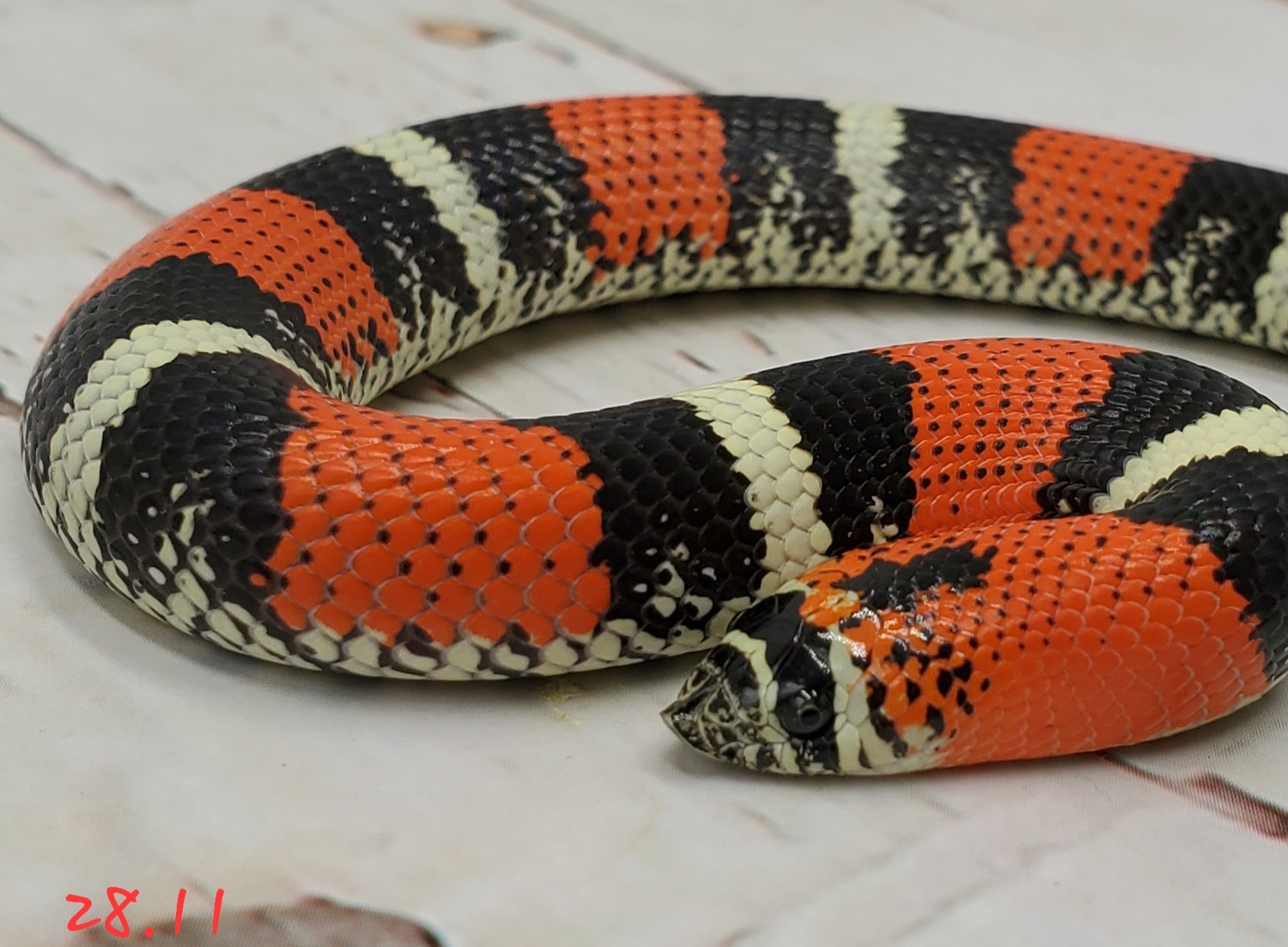 $295 Shipped Tri-color Hognose by Bill's Herps - MorphMarket