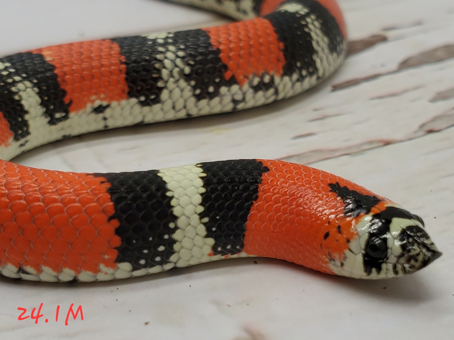 $350 Shipped Tri-color Hognose by Bill's Herps - MorphMarket