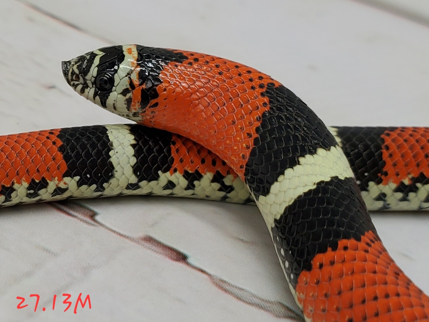 $280 Shipped Tri-color Hognose by Bill's Herps - MorphMarket