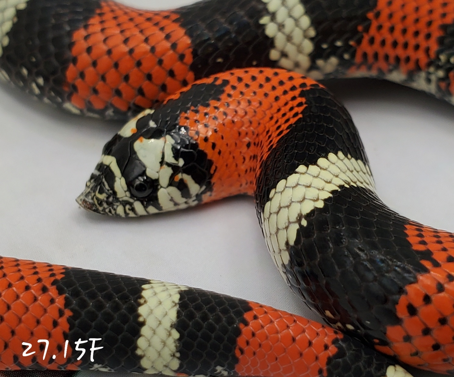 $325 Shipped!! Tri-color Hognose by Bill's Herps - MorphMarket