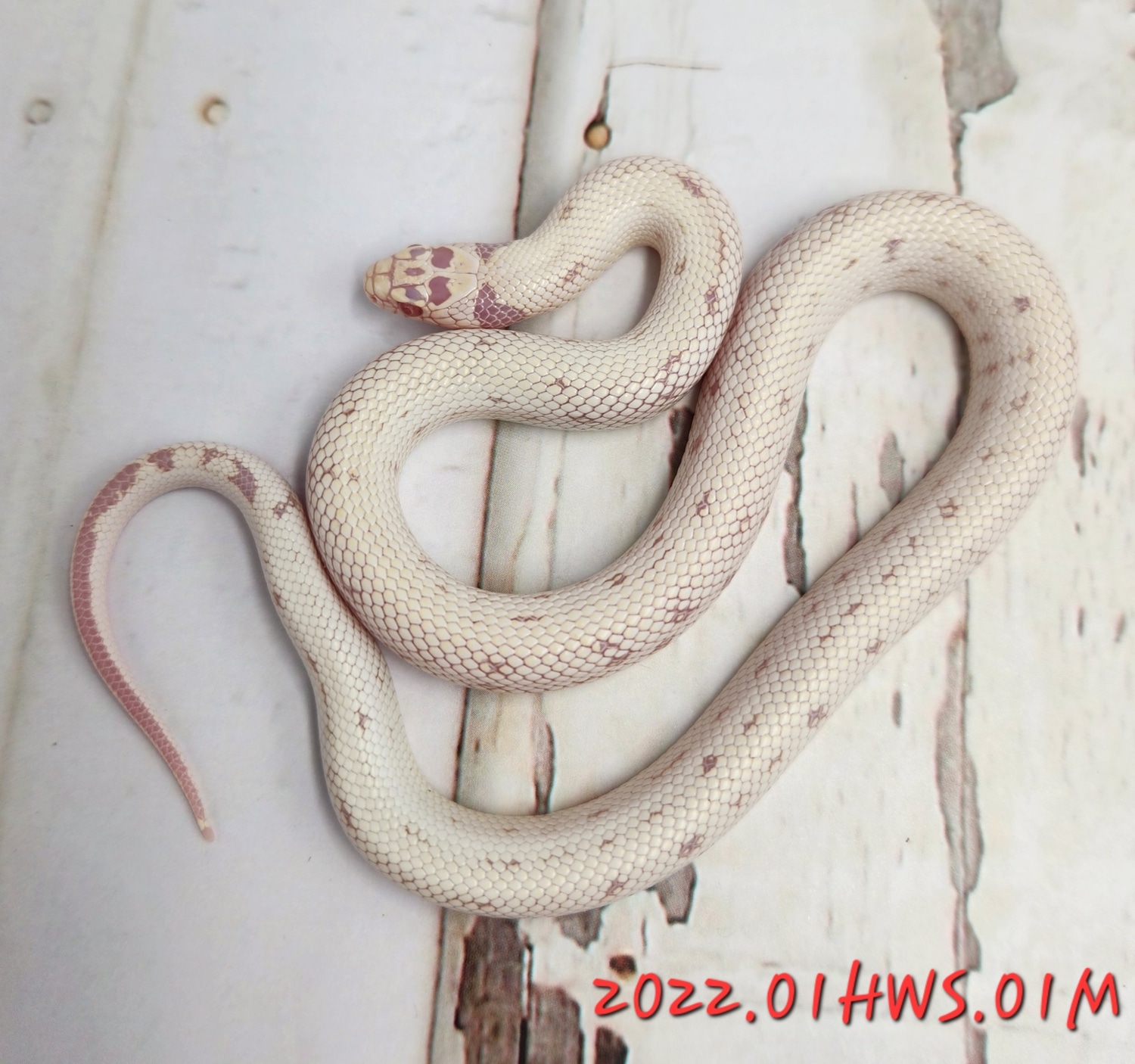 High White Albino California Kingsnake by Bill's Herps - MorphMarket