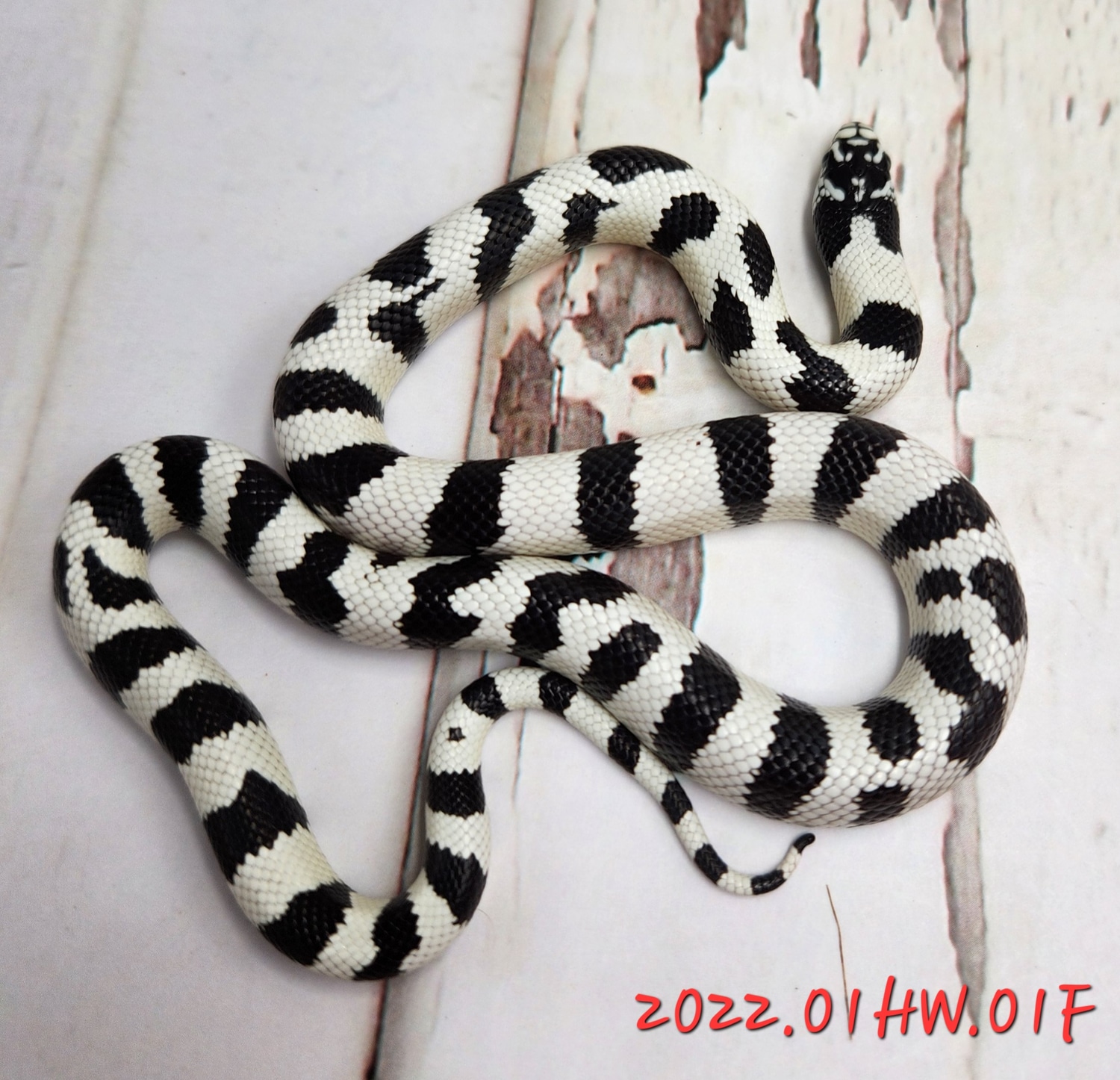High White California Kingsnake by Bill's Herps - MorphMarket