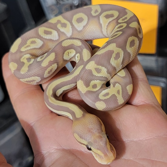 Chocolate Banana Mojave Ball Python by CpsMorphs