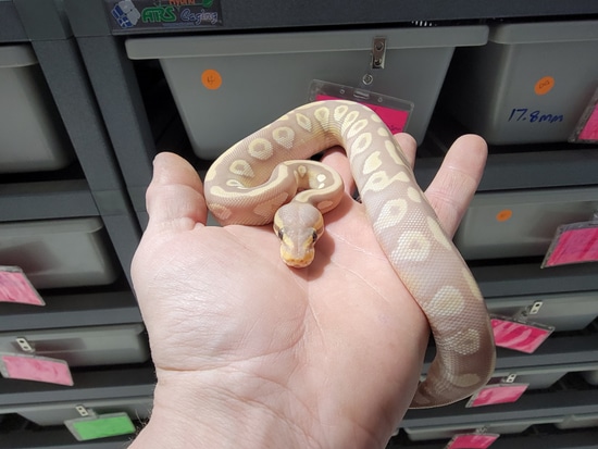 Chocolate Banana Mojave Ball Python by CpsMorphs