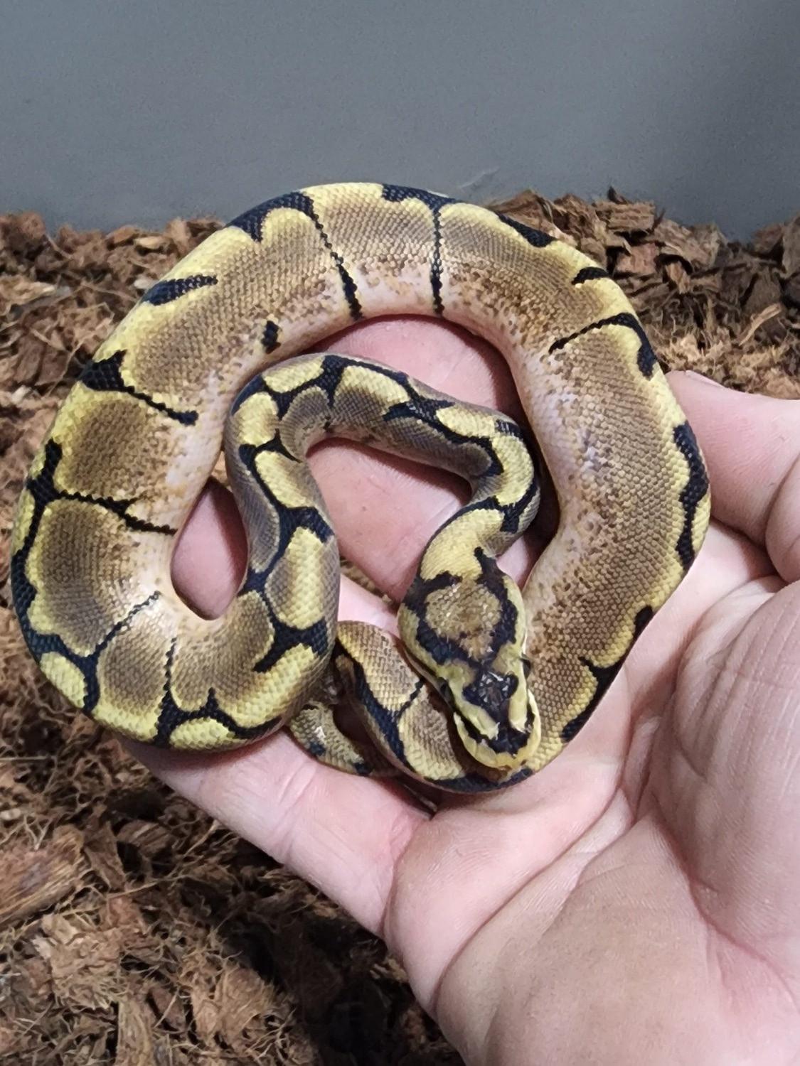 Spider Double Het Desert Ghost VPI Axanthic Ball Python by CpsMorphs ...
