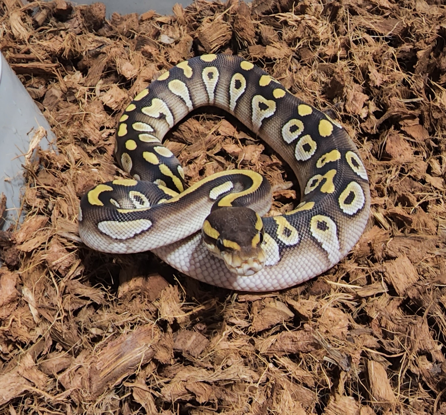 Mojave Poss Chocolate Ball Python by CpsMorphs - MorphMarket
