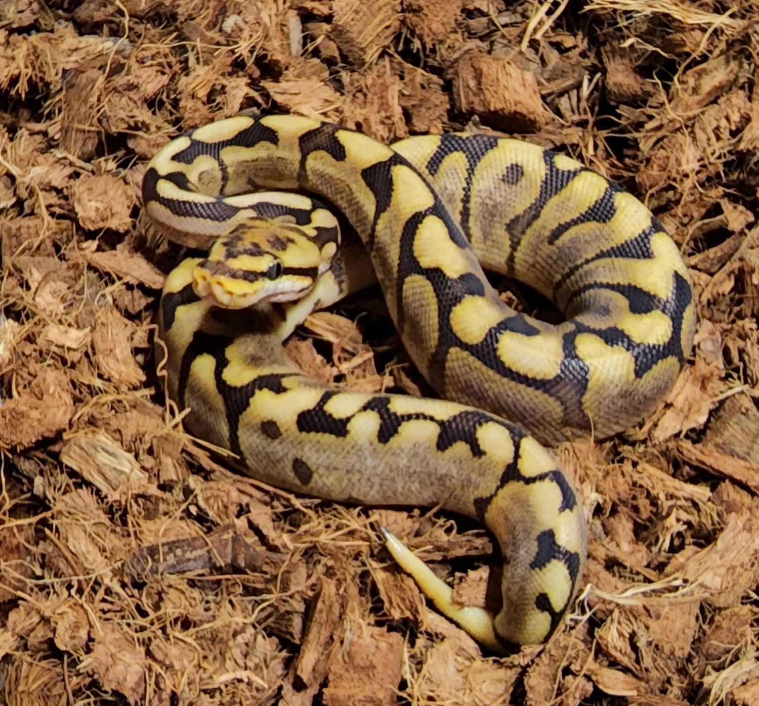 Chocolate Spider Female Ball Python by CpsMorphs - MorphMarket