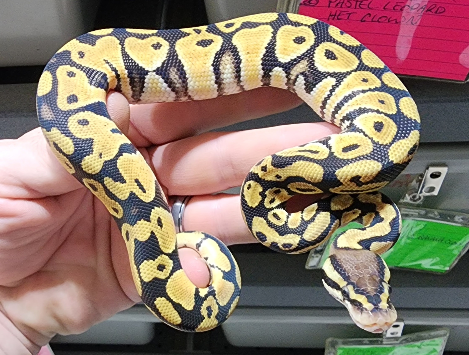 Pastel 💯% Double Het Desert Ghost Clown Ball Python by CpsMorphs ...