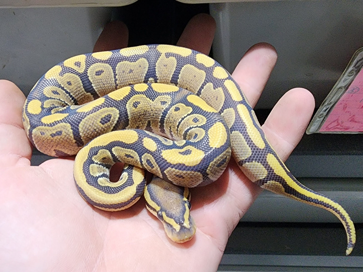 Ghost 66% Het Clown Ball Python by CpsMorphs - MorphMarket