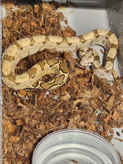 Female 💯% Het Albino Boa (BCI) Boa Constrictor by CpsMorphs