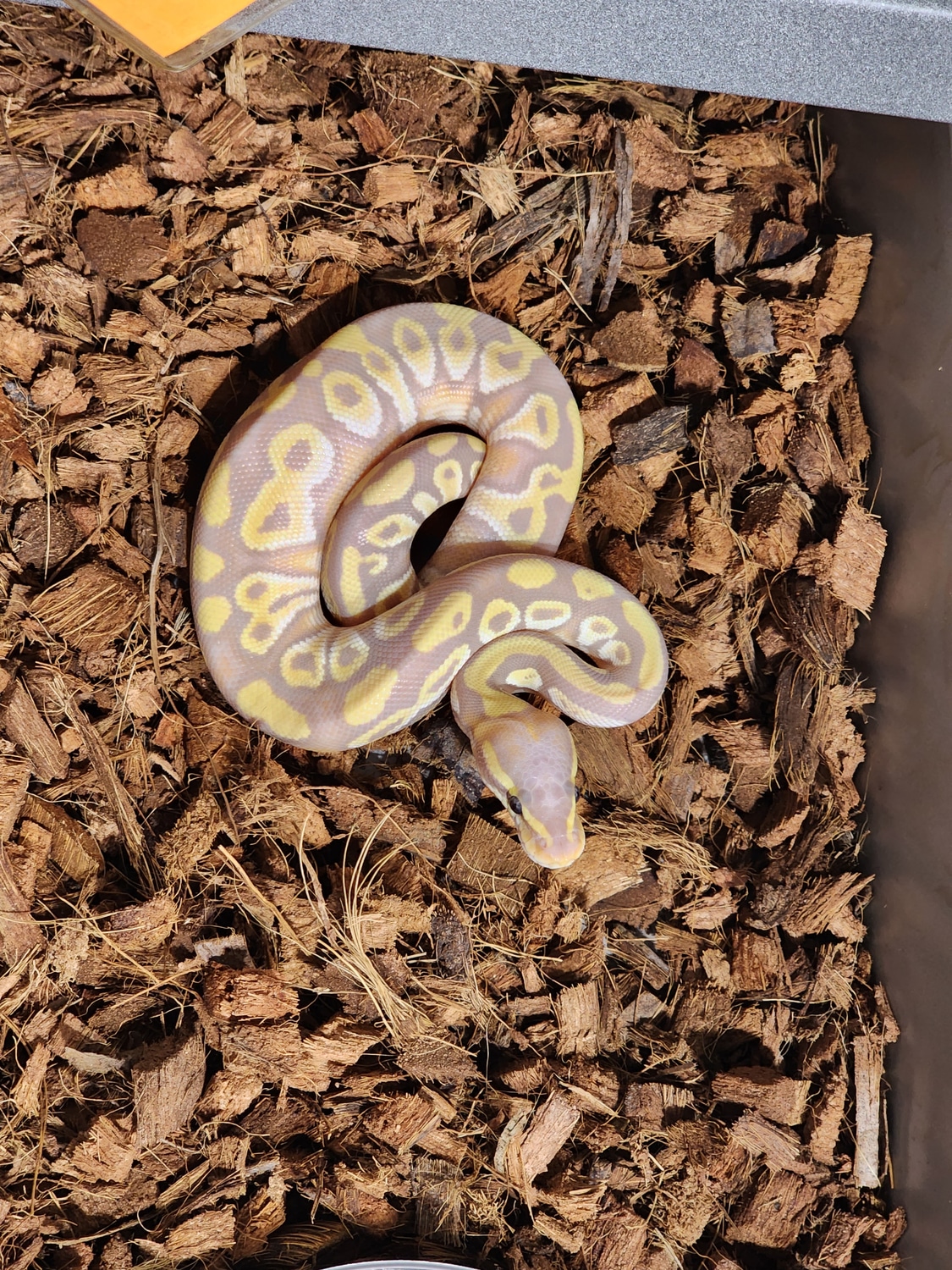Chocolate Banana Mojave Ball Python by CpsMorphs - MorphMarket