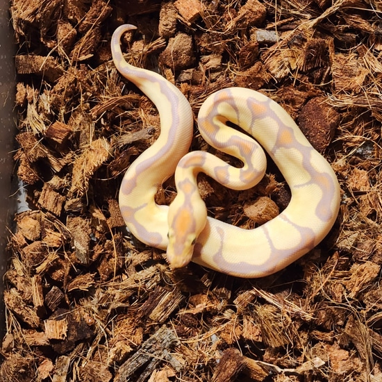 Enchi Banana Clown Ball Python by CpsMorphs