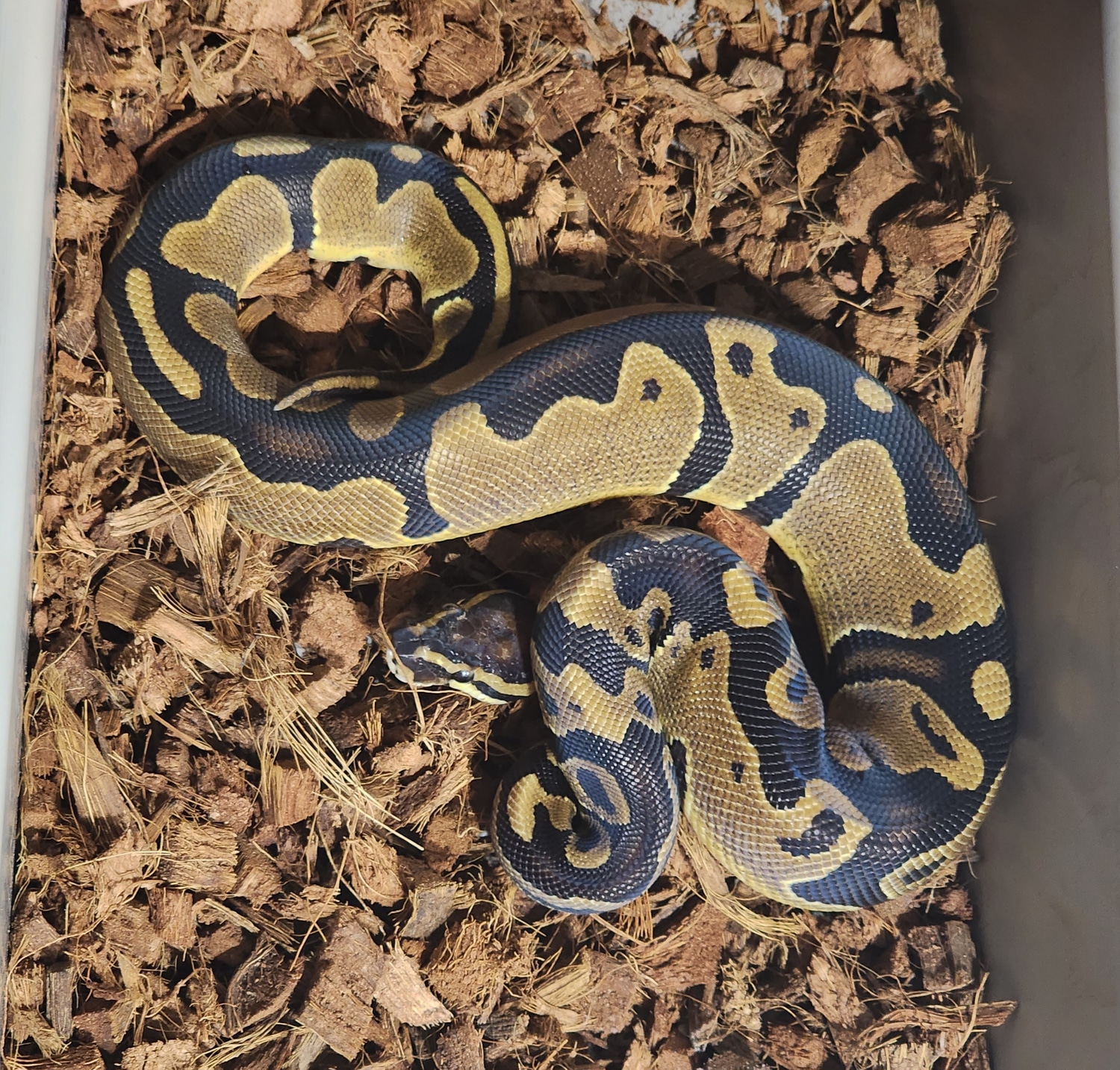 KRG Pos Leopard Het Pied 50% Het Clown Ball Python by CpsMorphs ...