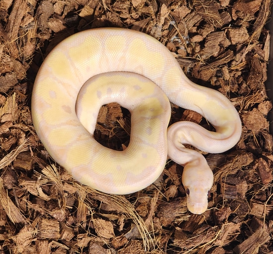 Fire Super Banana Clown Ball Python by CpsMorphs