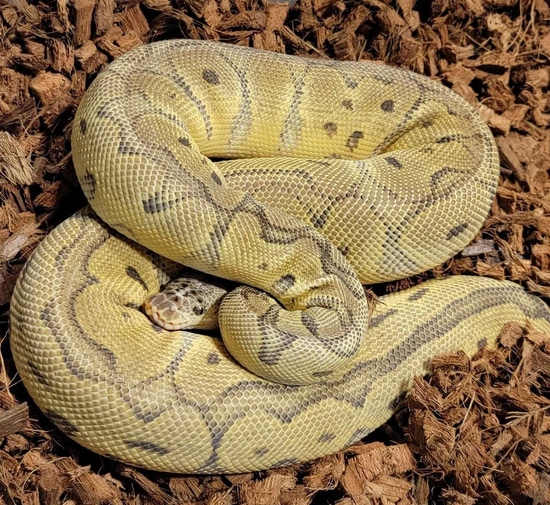 Super Pastel Clown Ball Python (PB) by CpsMorphs