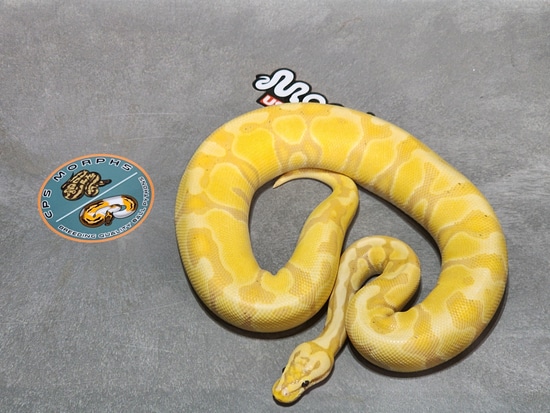Firefly Enchi Blade Banana 💯 Het Clown Ball Python by CpsMorphs