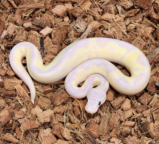 Fire Enchi Or Blade Super Banana Clown Ball Python by CpsMorphs