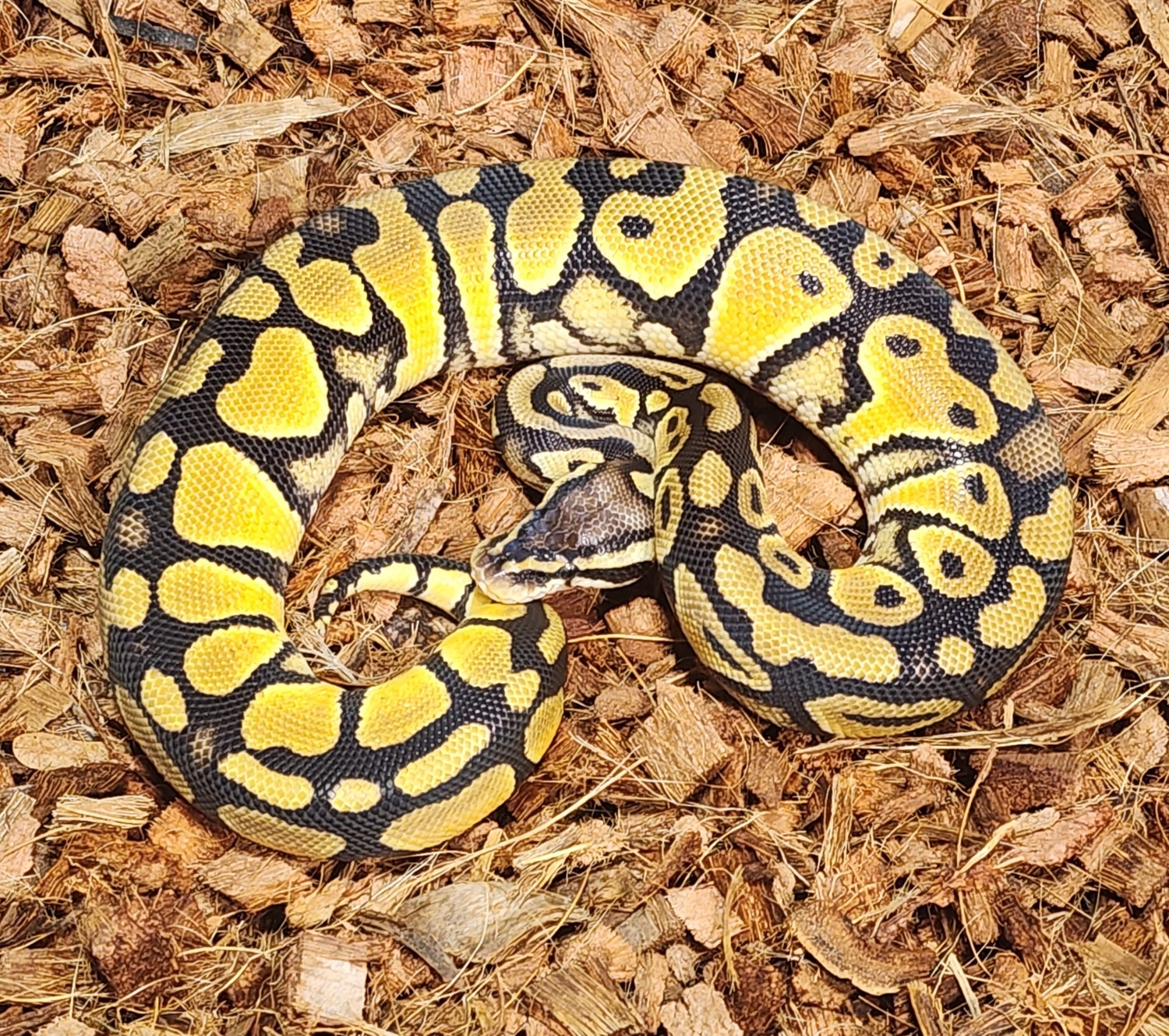 Pastel DH Desert Ghost Clown Ball Python by CpsMorphs - MorphMarket