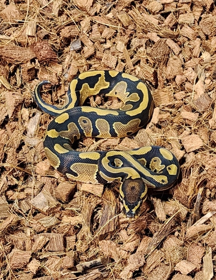 Normal DH Clown Pied Ball Python by CpsMorphs