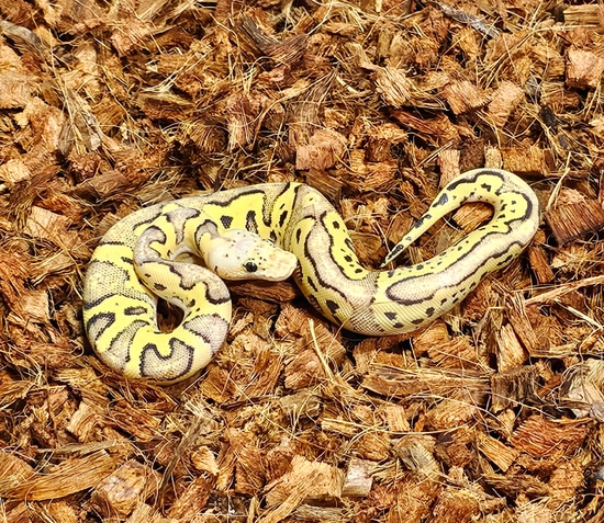 Superfly Pastel Clown Ball Python by CpsMorphs