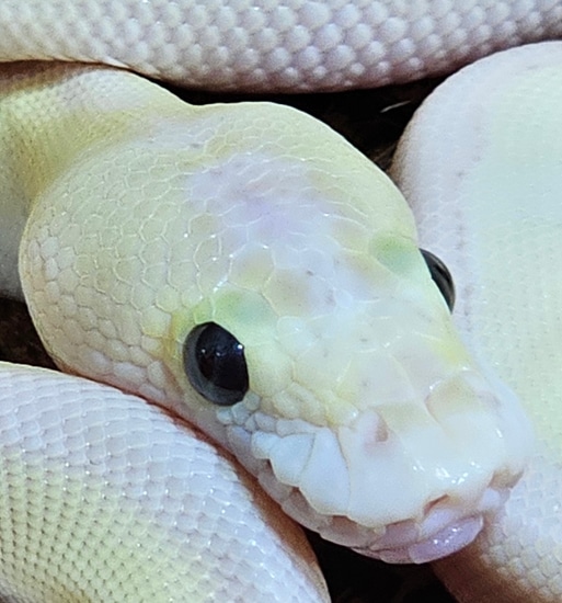 Firefly Enchi Lesser Banana Clown Ball Python by CpsMorphs
