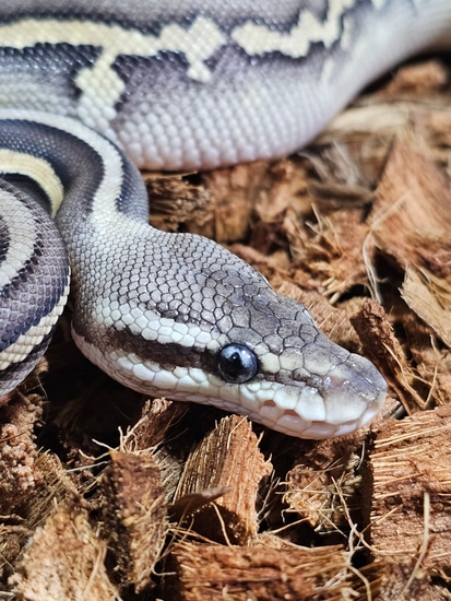 Chocolate Cinnamon Leopard Pastave Ball Python by CpsMorphs