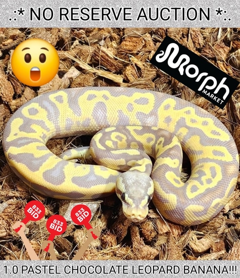 Pastel Chocolate Banana Leopard Ball Python by CpsMorphs