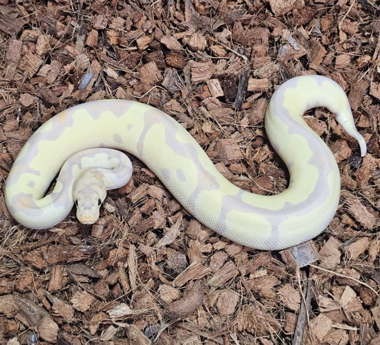 Fire Enchi Banana Clown Ball Python by CpsMorphs