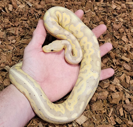 Chocolate Black Pastel Banana Ball Python by CpsMorphs