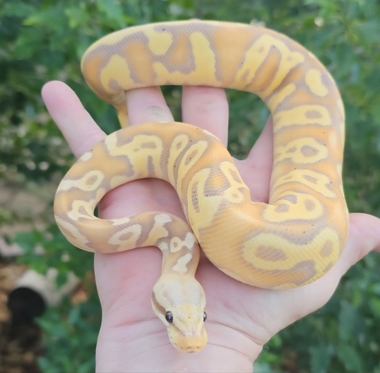 Leopard Banana Chocolate Pastel Mojave Ball Python by CpsMorphs