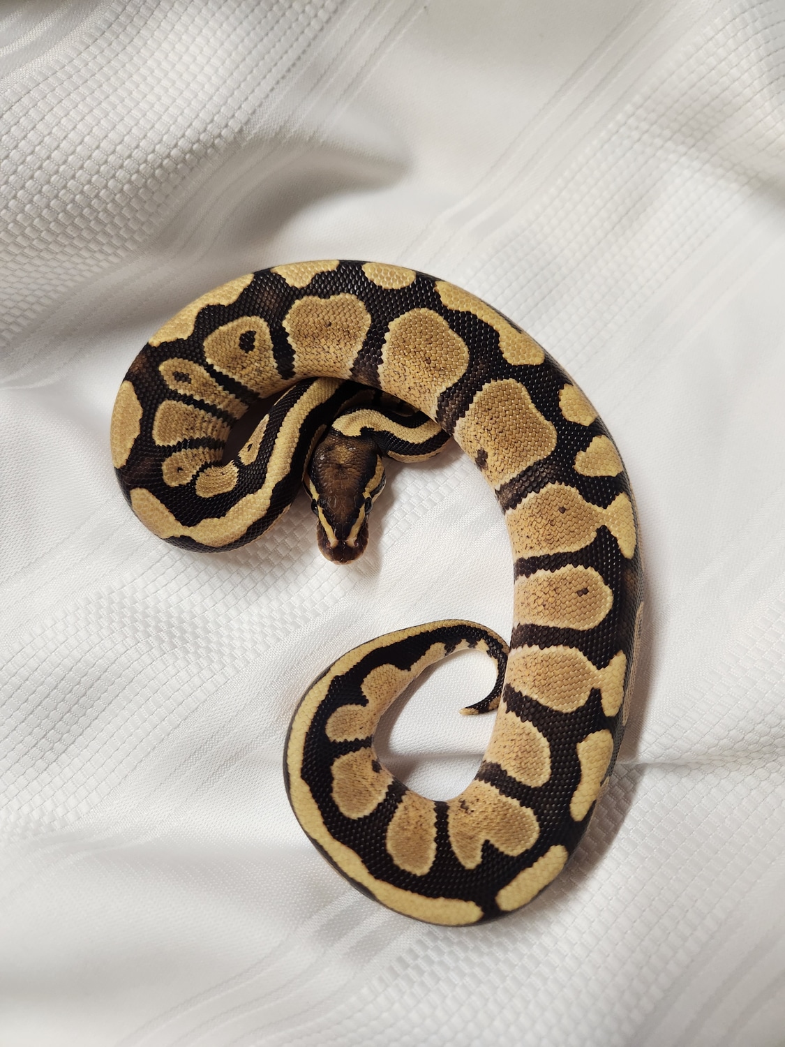Fire 66% Het Pied Ball Python by Bc Pythons - MorphMarket
