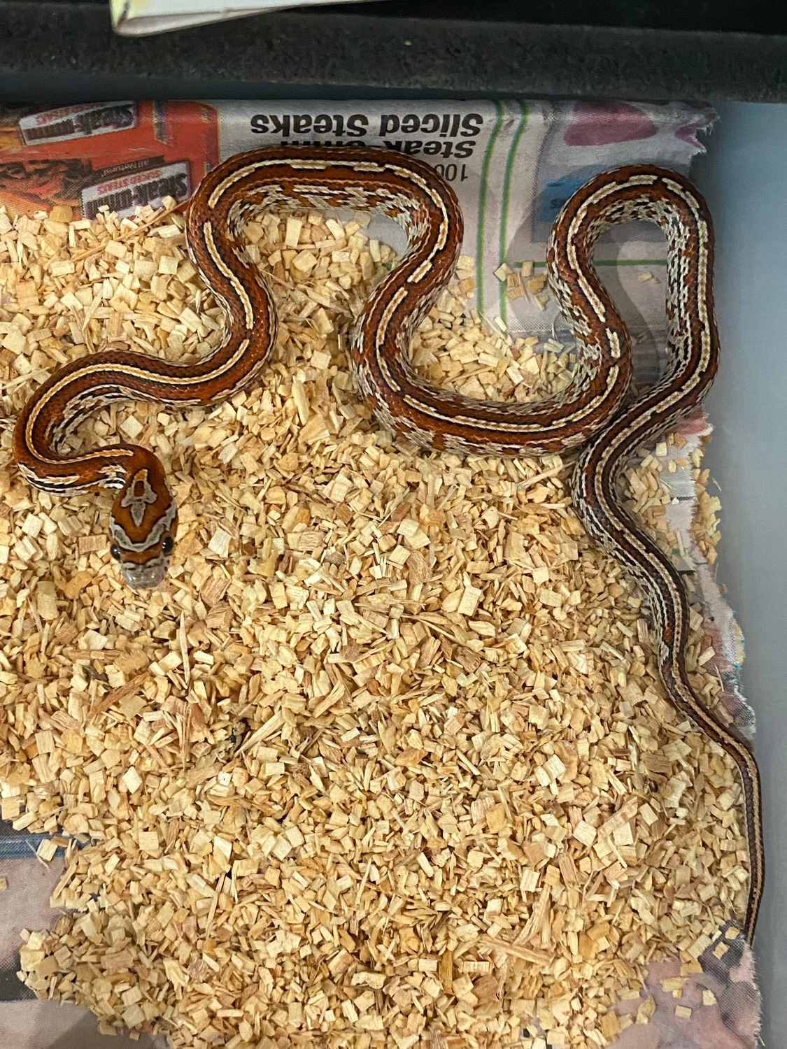 Tessera Corn Snake by Enigmatic Morphs - MorphMarket