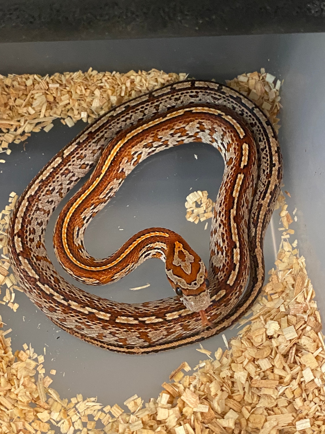1.1 Tessera Het Diffused Moonstone Corn Snake by Enigmatic Morphs ...