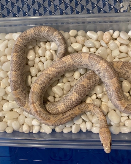 Orchid Corn Snake by Enigmatic Morphs