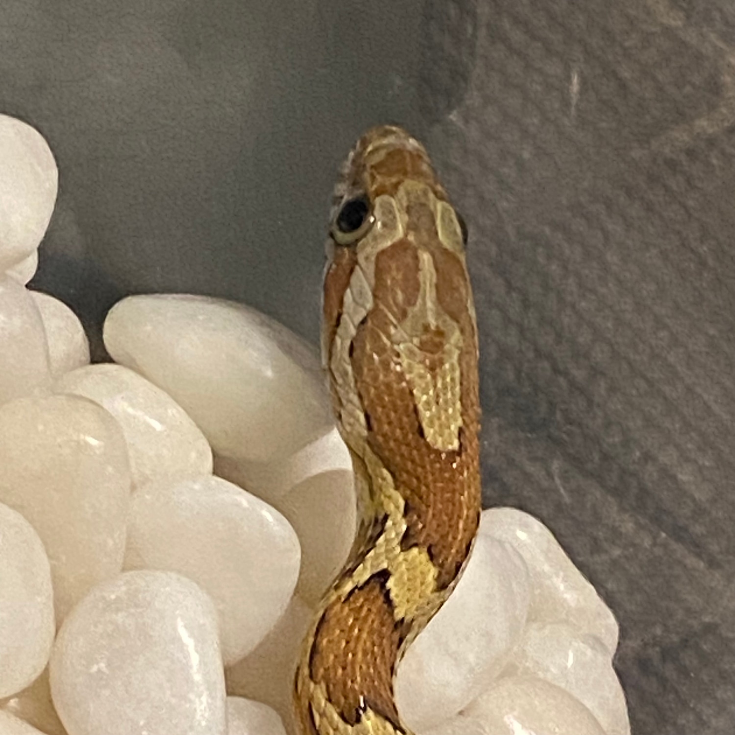 Caramel Het Palmetto, Lava Corn Snake by Enigmatic Morphs - MorphMarket