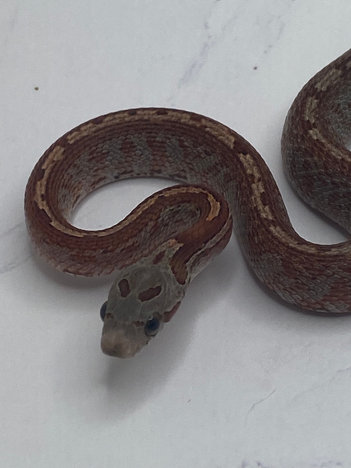 Bloodred Tessera Het Lavender, Hypo Corn Snake by Enigmatic Morphs ...
