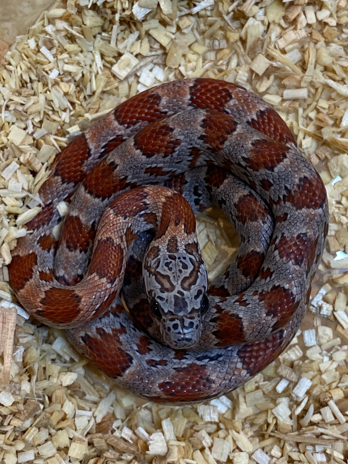 Sunkissed Het Cinder, Lavender Corn Snake by Enigmatic Morphs - MorphMarket
