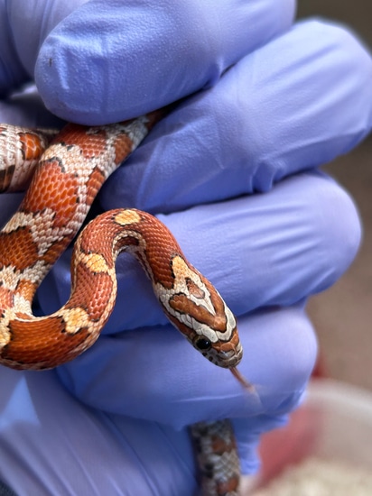 Normal Het Cinder/sunkissed/stripe Corn Snake by Enigmatic Morphs