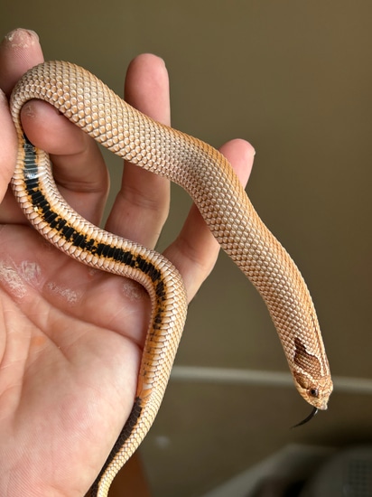 Superconda Het Snow Western Hognose by Enigmatic Morphs