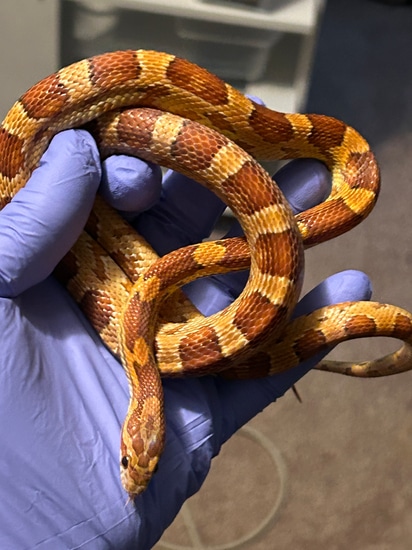 Red Factor Het Palmetto, Snow, Motley Corn Snake by Enigmatic Morphs